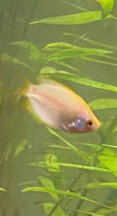 Help Me Sex That Honey Gourami General Chat Aquarium Co Op Forum