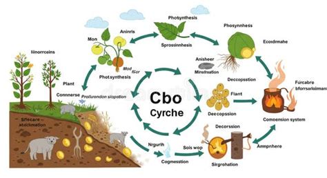 Colorful Diagram Illustrating A Cycle Mimicking Ecological Processes
