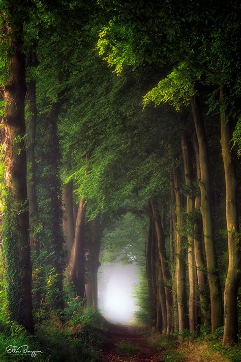 Path Of Dreams By Ellen Borggreve Forest Photography Fine Art