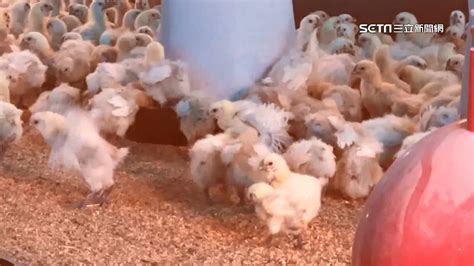 雞農變雞頭！神農獎得主開養生館 偷扣護照「逼農業女移工下海」 社會 三立新聞網 Setncom