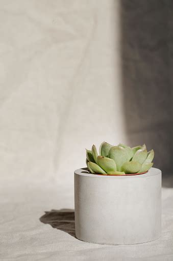 구겨진 회색 직물 Home 장식에 깊은 그림자콘크리트 냄비에 즙이 많은 최소한의 자연 배경 정원과 최소한의 꽃 개념 꽃 식물에 대한 스톡 사진 및 기타 이미지 Istock