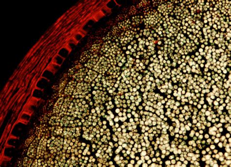 Corn Kernel Autofluorescence Nikons Microscopyu