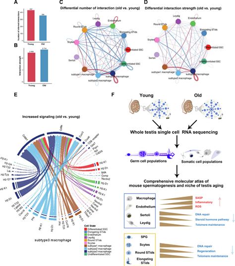 aging associated alterations of cell cell interactions a b bar plots