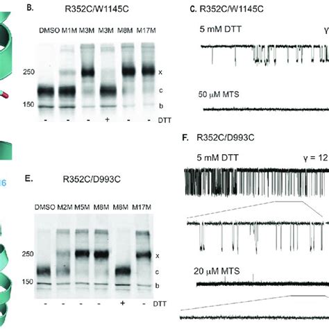 Relative Positions And Orientations Of Selected Pore Lining Residues On Download Scientific