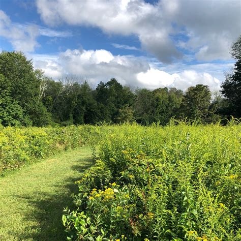 Home Lewisboro Field Guide