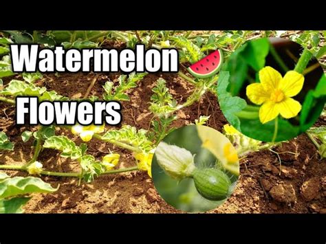 Watermelon Flower Male Female A Nice Simple Guide On Choosing A Good