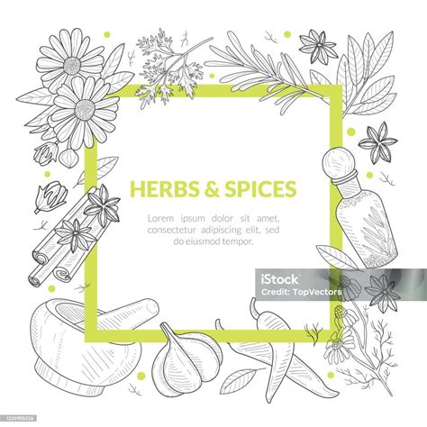 허브와 향신료 배너 템플릿 자연 유기농 건강 제품 및 텍스트 손으로 그린 벡터 일러스트를위한 공간사각형 프레임 0명에 대한 스톡 벡터 아트 및 기타 이미지 Istock