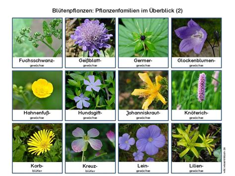 Pflanzenfamilien Blütenpflanzen im Überblick 2 Pflanzen