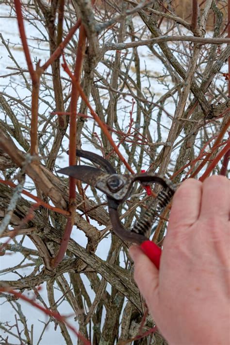 How To Propagate Blueberries In Late Winter For Endless New Plants