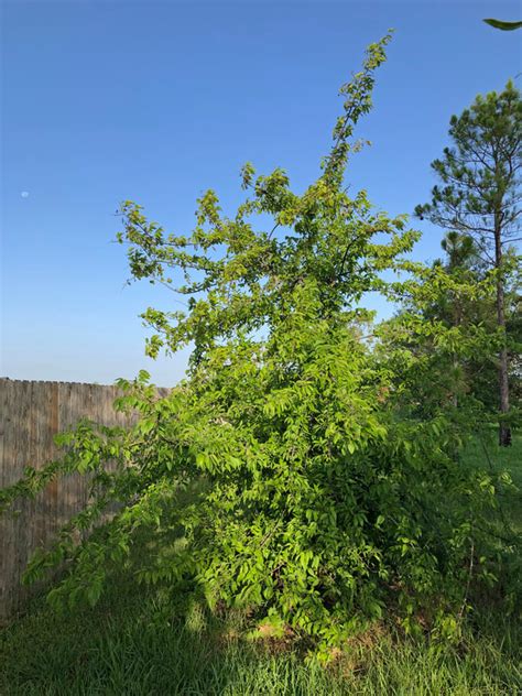 Sugarberry Tree Southern Native Trees