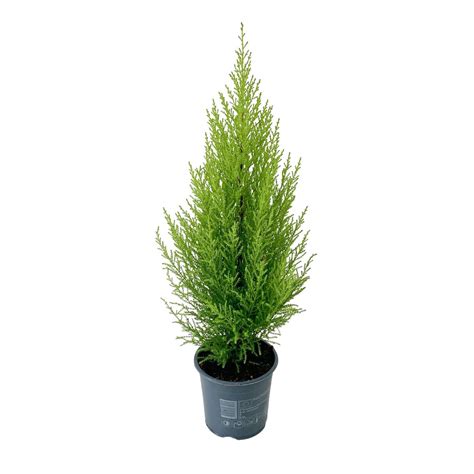 Cupressus Macrocarpa Goldcrest Wilma — Plant Wholesale Floraccess