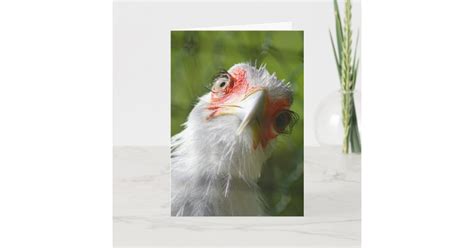 Funny Chicken Birthday Card Zazzle