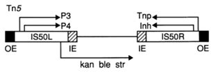 Mnase Seq Atac Seq Dnase Seq