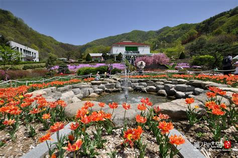 전북완주 꽃의 향현 대아수목원 대아수목원 금낭화군락지 전주대아수목원 전북대아수목원전북여행 네이버 블로그