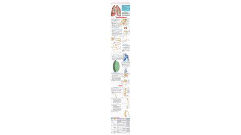 Anatomía Huesos Del Tórax Pdf