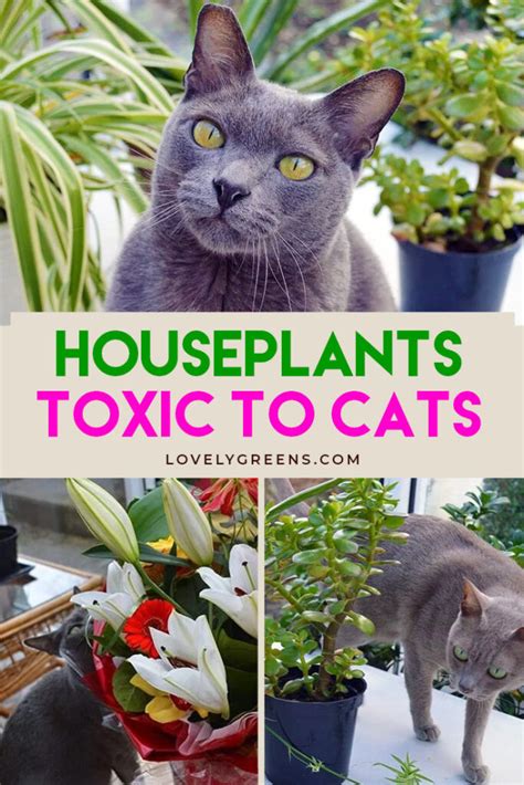 5 Common Houseplants Toxic To Cats • Lovely Greens