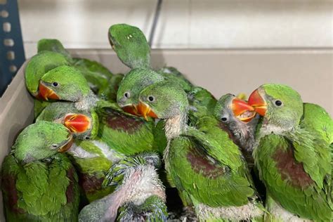 Wildlife Trade And Trafficking Archives Wildlife Sos