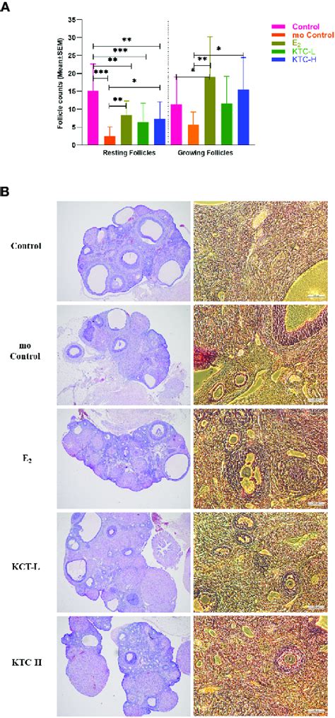 A The Number Of Resting And Growing Follicles Among The Five Groups