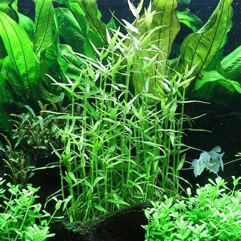 Murdannia Spirata Minipura Aqua