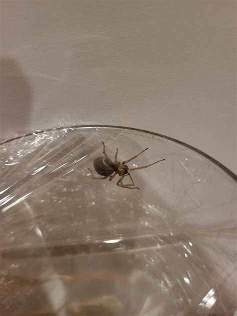 Found In Washington Pnw Nickle To Quarter Size Seems To Be Friend