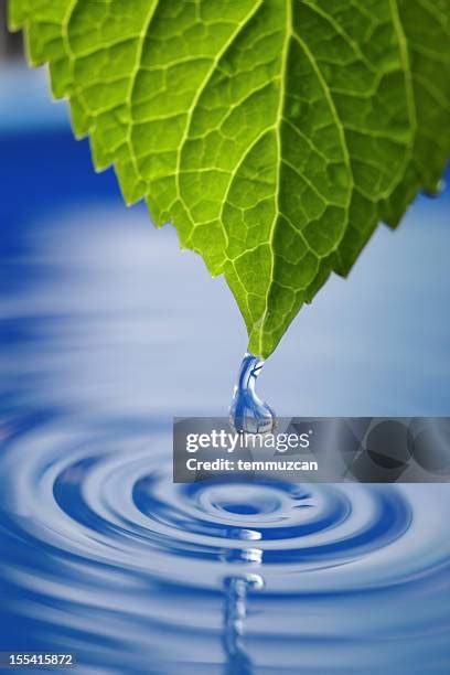 Falling Leaves Loop Photos And Premium High Res Pictures Getty Images