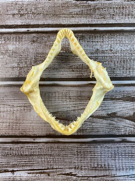 4 Clouded Angel Shark Jaw Squatina Nebulosa Free Ship Angel Shark