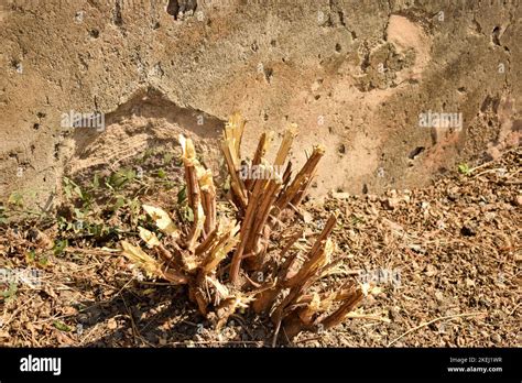 Autumn Dry Tree Roots Between Rocks In Jungle Stock Photograph Image Stock Photo Alamy