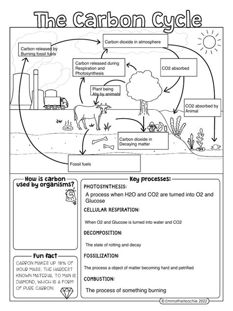 Carbon And Nitrogen Cycles Pdf