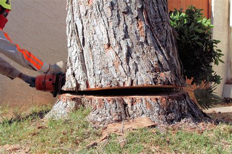 Tree Removal Phoenix AZ Design Tree Maintenace Inc