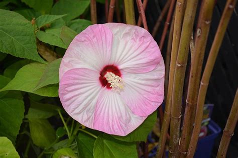 Luna Pink Swirl Hibiscus Hibiscus Moscheutos Luna Pink Swirl At The