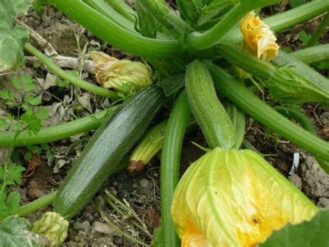 Courgette Seeds Grow Your Own Ambassador Courgettes