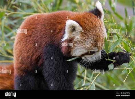 Red Panda Lesser Panda Ailurus Fulgens Eating Bamboo Leaves Native