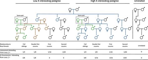 Pedigree Crossing Design All Individuals Without Origins Within The Download Scientific