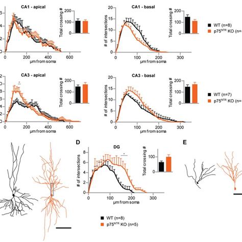 A Sholl Analysis Of P75ntr Deficient Pyramidal Like Esns Orange
