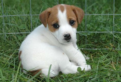 Süße Kleine Hunde