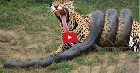 Giant Anaconda Vs Jaguar Python Vs Tiger Python Vs Leopard Cnn News