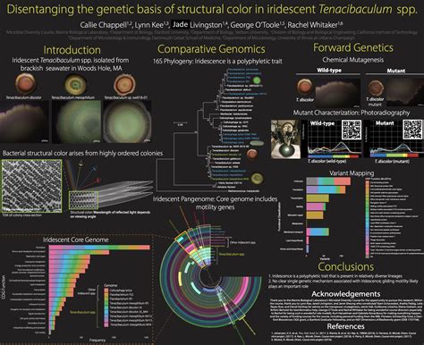 How To Make A Scientific Poster — Callie R Chappell