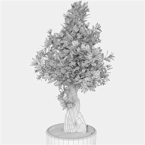 Dos Ficus Bonsai Decorativos Modelo 3d 20 Max Obj Free3d
