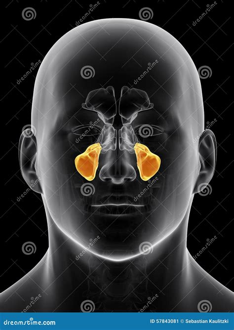 The Maxillary Sinus Stock Illustration Illustration Of Cavity 57843081