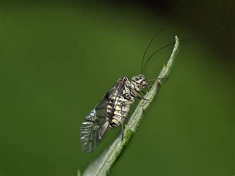 Psococerastis Gibbosa Lalotek Jasnoskrzydły Insektarium