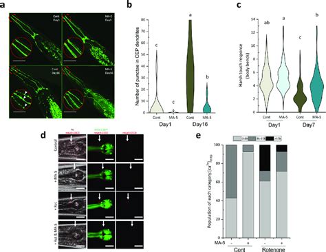 Ma 5 Suppresses Age Related And Rotenone Induced Neurodegeneration In