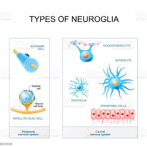 Types Of Neuroglia Structure Of The Peripheral Nervous System And