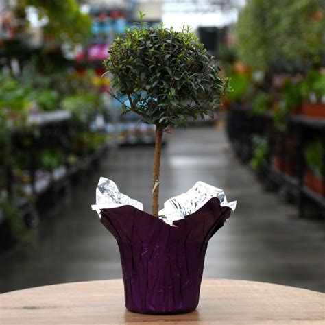 Myrtus Communis Myrtle Topiary Gertens Garden Center