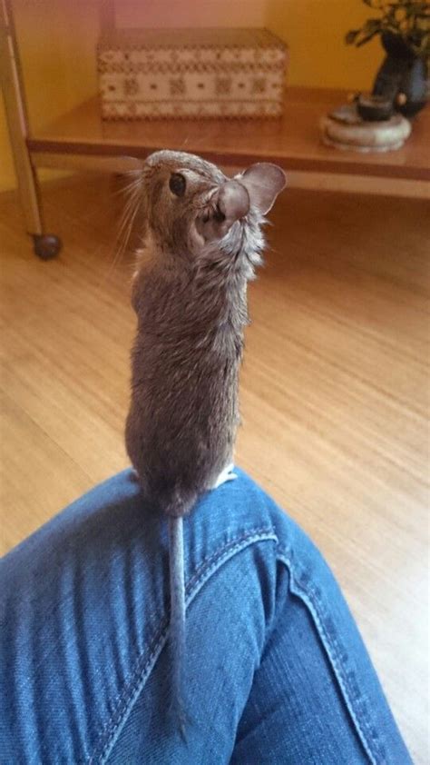 I love my Degu | Degu, Cute little animals, Small pets