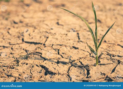 Growth Of Trees In Drought Crisis Living With Tree Drought Stock Image