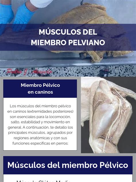 Músculos Del Miembro Pélvico Canino Pdf Pelvis Sistema