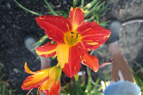 Lewis Daylily Garden Streaks Stipples And Spots Part 1 Tetraploids