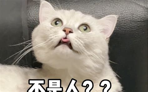 不会吧？不是吧？哔哩哔哩bilibili
