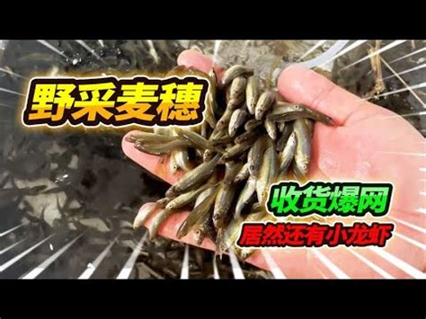 河边野采680条麦穗鱼小龙虾直接网了3大只带回来后统统喂猛鱼 YouTube