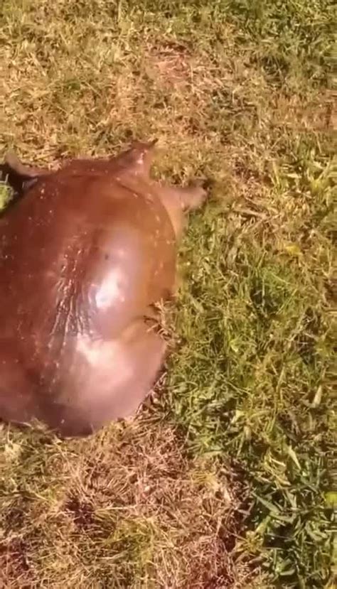 Soft Shelled Turtles Are Very Quick Hitting Speeds Up To 15 Mph Album On Imgur